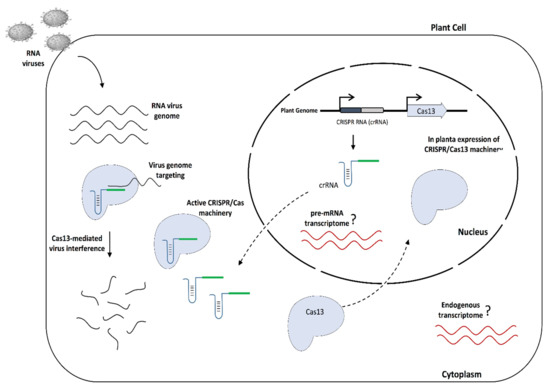 Engineering RNA Virus Interference via the CRISPR/Cas13 Machinery in ...