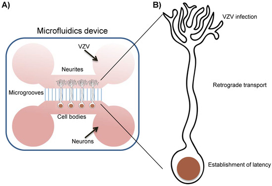 Current In Vitro Models to Study Varicella Zoster Virus Latency and ...