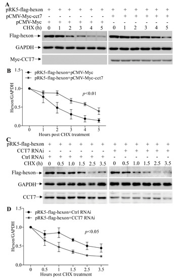 Requirement of Cellular Protein CCT7 for the Replication of Fowl ...