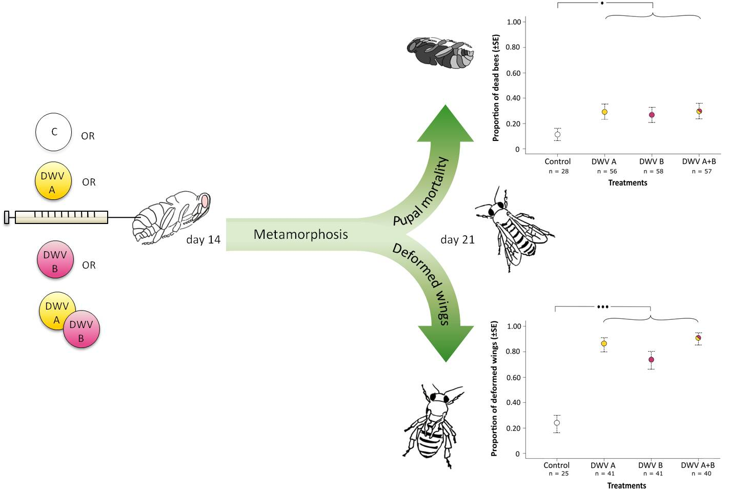 Viruses | Free Full-Text | The Two Prevalent Genotypes of an Emerging ...