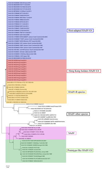 A Survey of Recent Adenoviral Respiratory Pathogens in Hong Kong ...