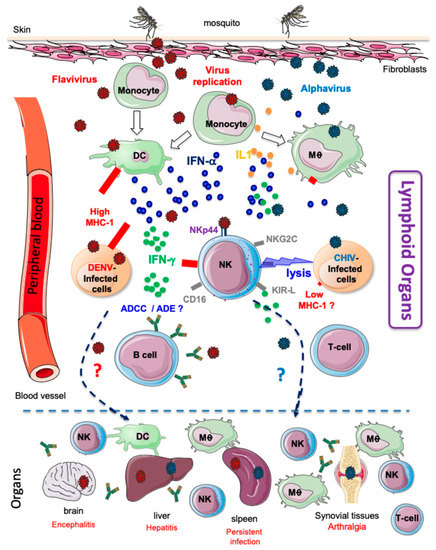 Control of Acute Arboviral Infection by Natural Killer Cells