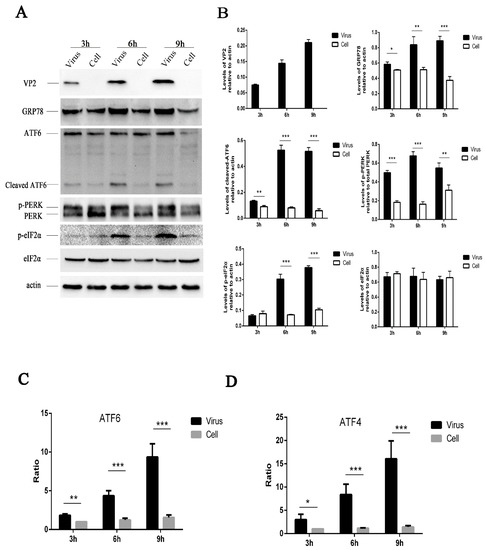 Non-Structural Protein 2B of Human Rhinovirus 16 Activates Both PERK ...