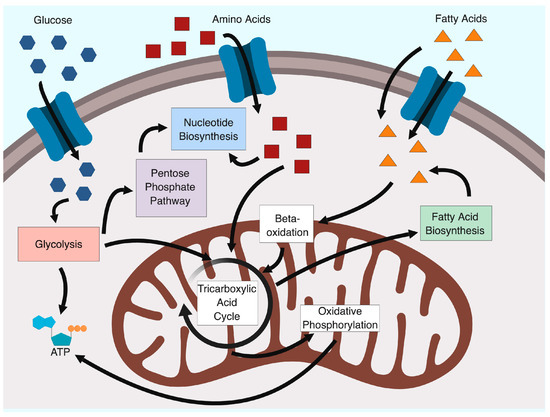 Metabolic Reprogramming of the Host Cell by Human Adenovirus Infection