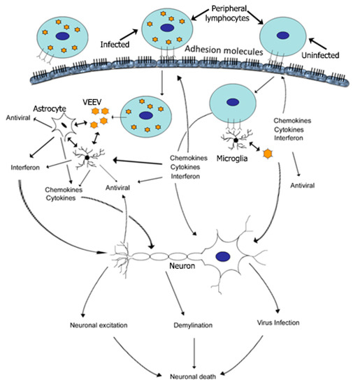 Current Understanding of the Molecular Basis of Venezuelan Equine ...