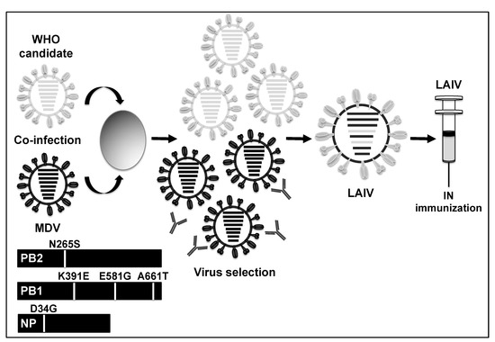 Novel Approaches for The Development of Live Attenuated Influenza Vaccines