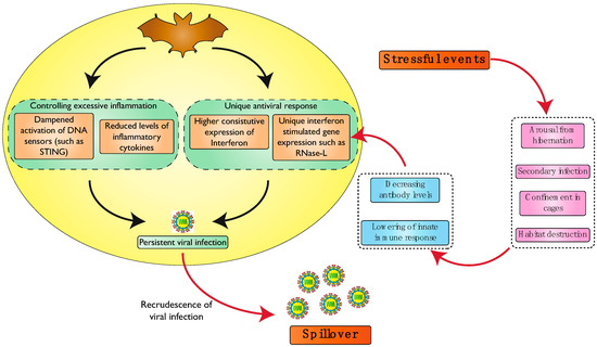 Immune System Modulation and Viral Persistence in Bats: Understanding ...