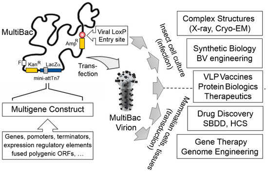 MultiBac: Baculovirus-Mediated Multigene DNA Cargo Delivery in Insect ...