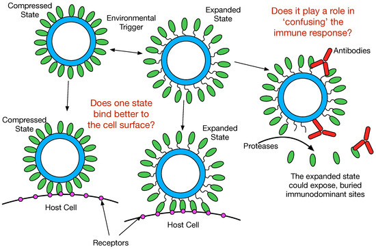 The Dynamic Capsid Structures of the Noroviruses