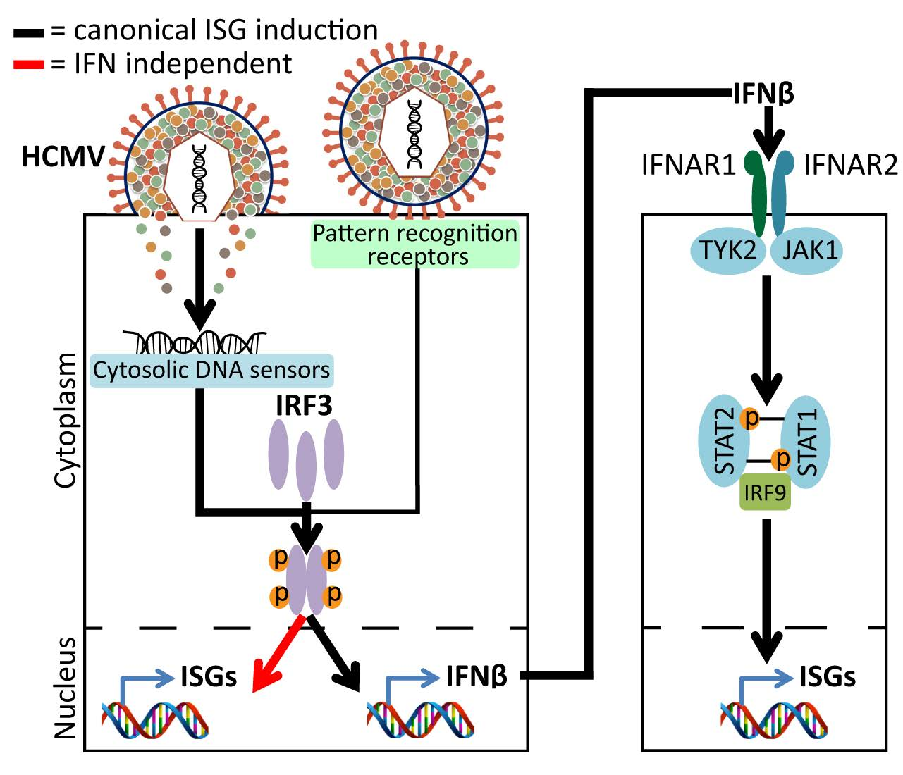 Viruses | Free Full-Text | Interferon-Independent Upregulation of ...