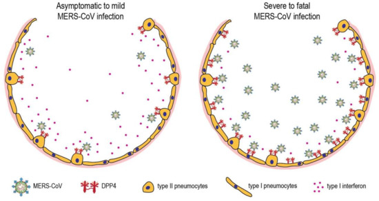 Host Determinants of MERS-CoV Transmission and Pathogenesis