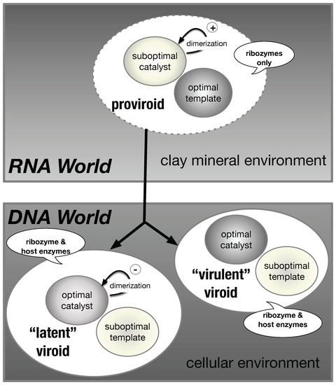RNA Back and Forth: Looking through Ribozyme and Viroid Motifs