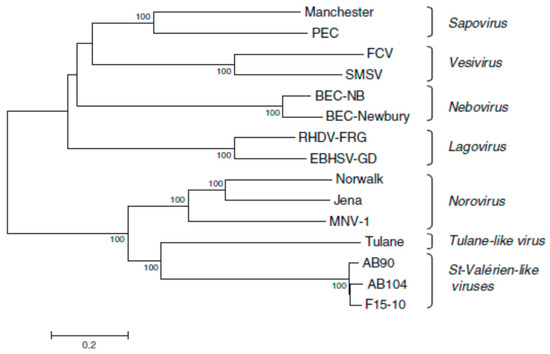 Caliciviridae Other Than Noroviruses