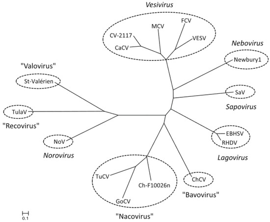 Caliciviridae Other Than Noroviruses