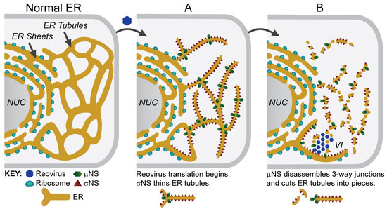 Function, Architecture, and Biogenesis of Reovirus Replication ...