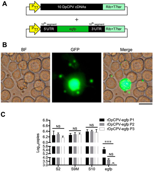 A Reverse Genetics System for Cypovirus Based on a Bacmid Expressing T7 ...