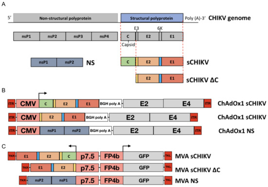 Assessment of Immunogenicity and Neutralisation Efficacy of Viral ...