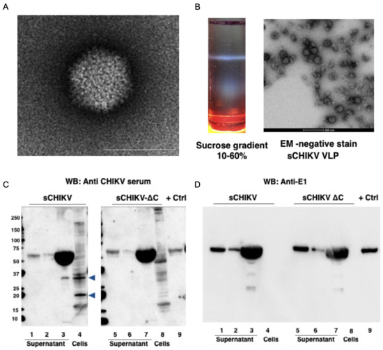 Assessment of Immunogenicity and Neutralisation Efficacy of Viral ...