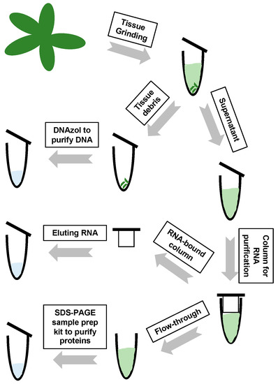 Combining a Simple Method for DNA/RNA/Protein Co-Purification and ...