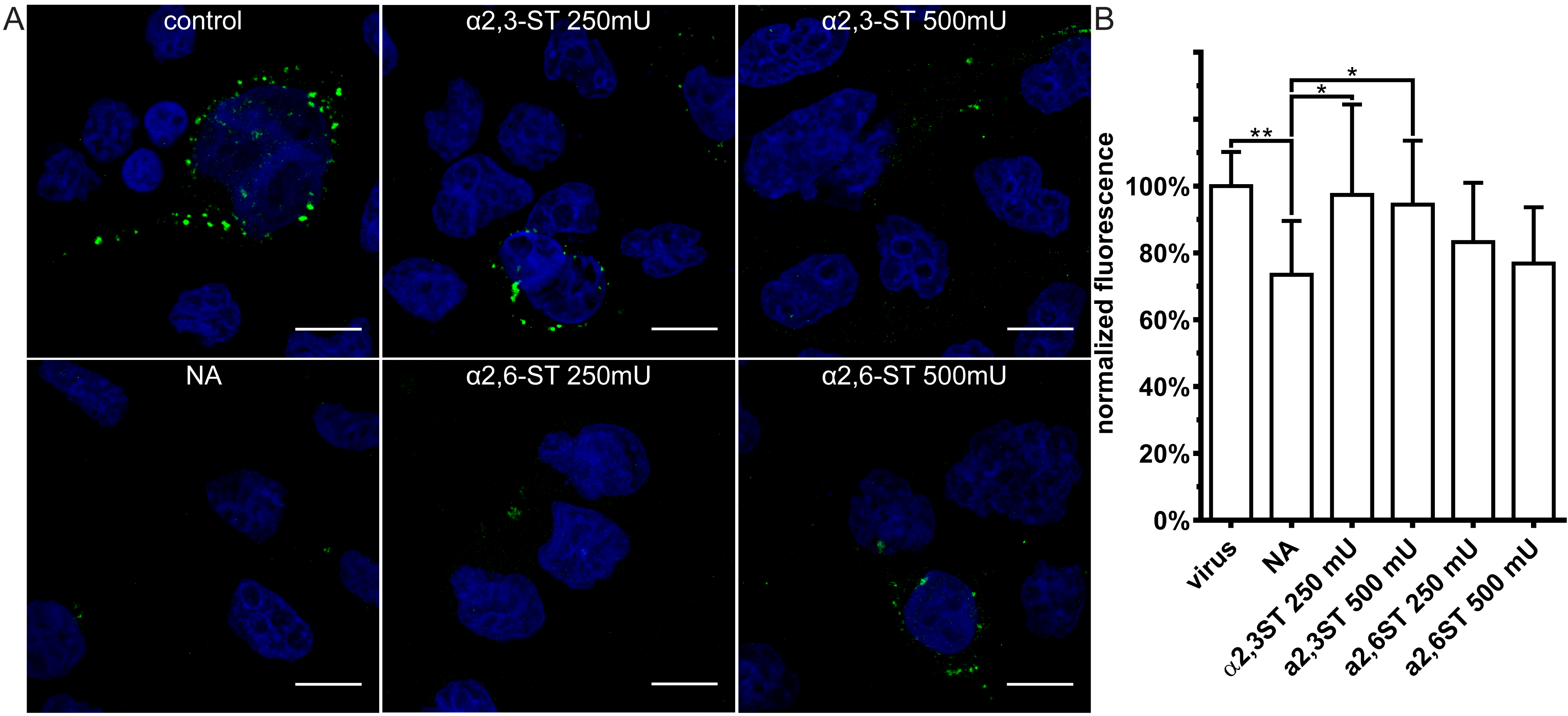 Canine Respiratory Coronavirus, Bovine Coronavirus, and Human ...