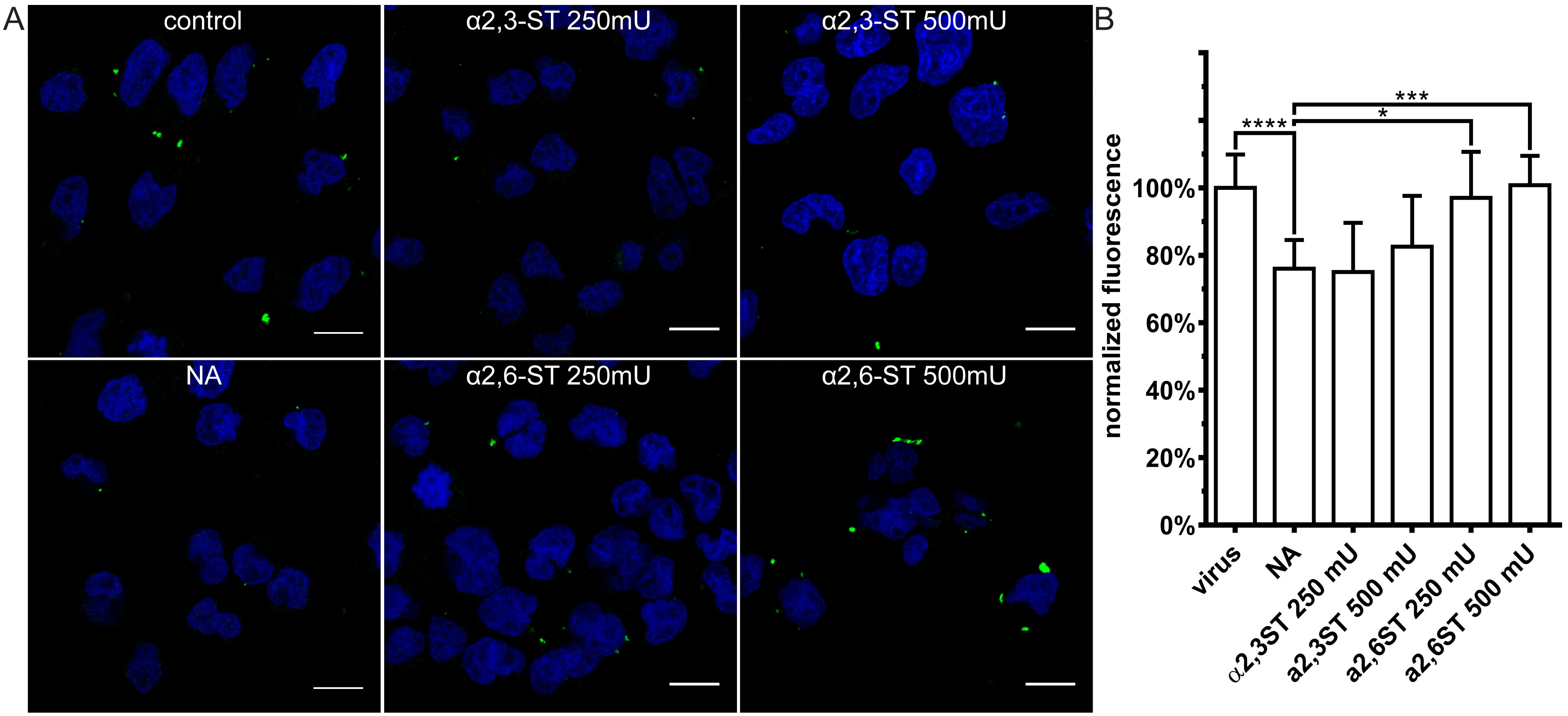 Canine Respiratory Coronavirus, Bovine Coronavirus, and Human ...