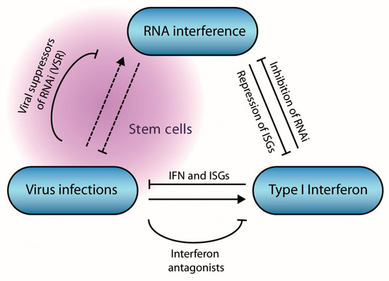 Antiviral RNAi in Insects and Mammals: Parallels and Differences
