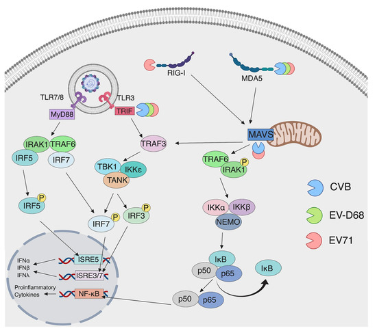 Enteroviruses: A Gut-Wrenching Game of Entry, Detection, and Evasion