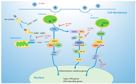 Current Understanding of Human Enterovirus D68