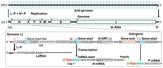 Rabies Virus Structure And Function