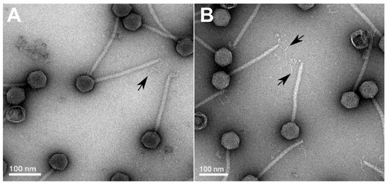 Characterization of Flagellotropic, Chi-Like Salmonella Phages Isolated ...