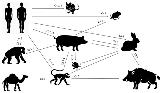 Animal Models for Hepatitis E Virus