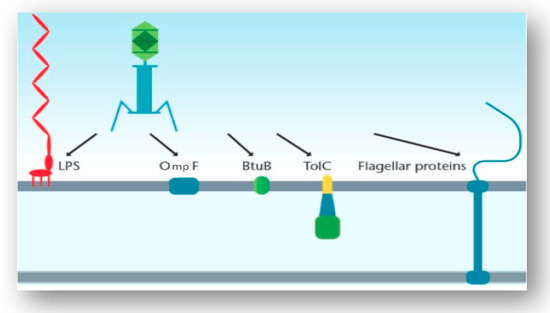 Viruses | Free Full-Text | Understanding and Exploiting Phage–Host Interactions