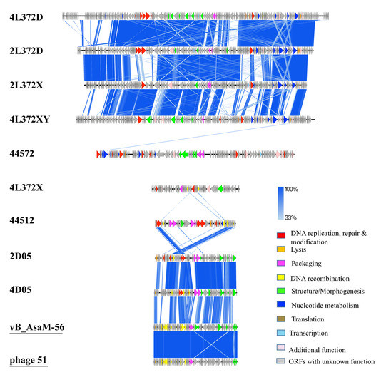 Viruses | Free Full-Text | Nine Novel Phages from a Plateau Lake in ...