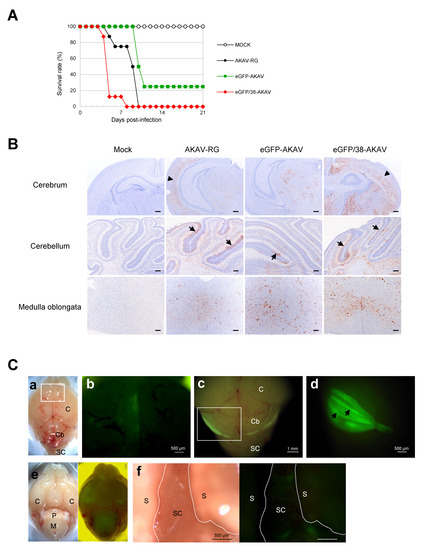 Generation of a GFP Reporter Akabane Virus with Enhanced Fluorescence ...
