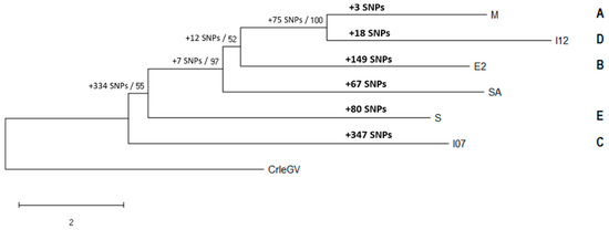 Viruses | Free Full-Text | Genome Analysis of A Novel South African ...