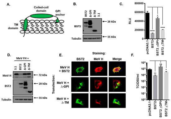 BST2/Tetherin Overexpression Modulates Morbillivirus Glycoprotein ...