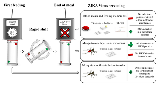 Viruses | Free Full-Text | Experimental Assessment of Zika Virus Mechanical Transmission by ...