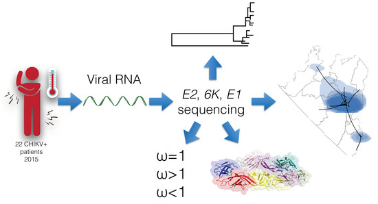 Viruses | Special Issue : Chikungunya Virus and (Re-) Emerging Alphaviruses