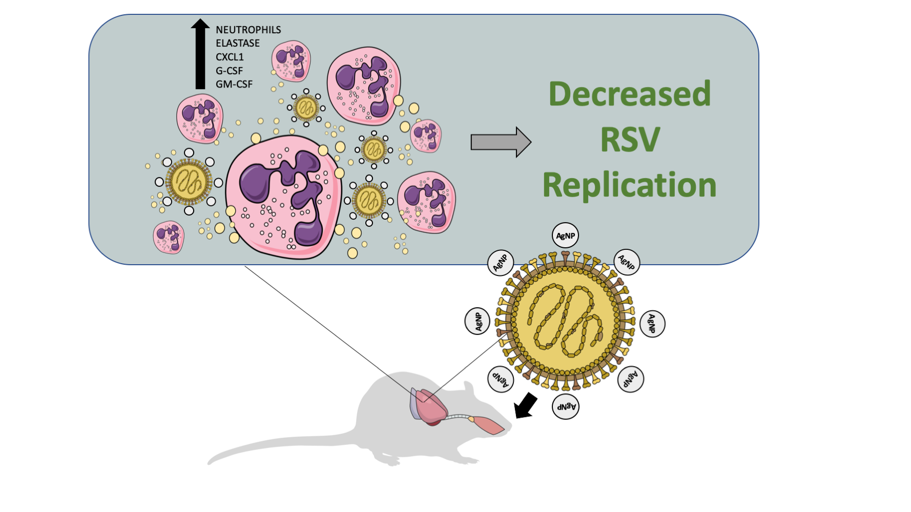 Viruses | Free Full-Text | Antiviral and Immunomodulatory Activity of ...