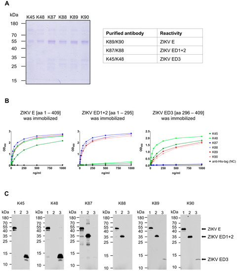 ZIKV Envelope Domain-Specific Antibodies: Production, Purification and ...