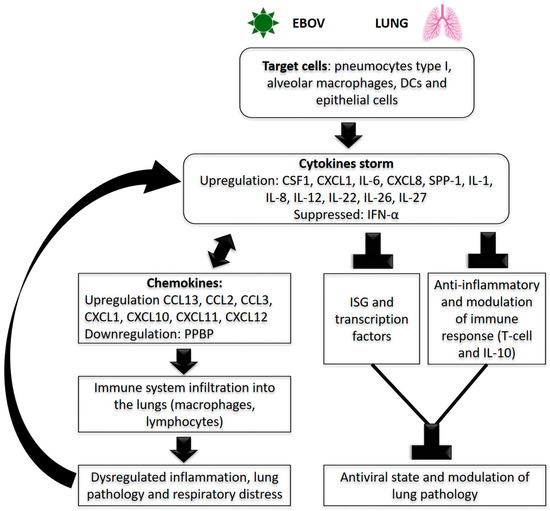 Viruses | Free Full-Text | Pulmonary Involvement during the Ebola Virus ...