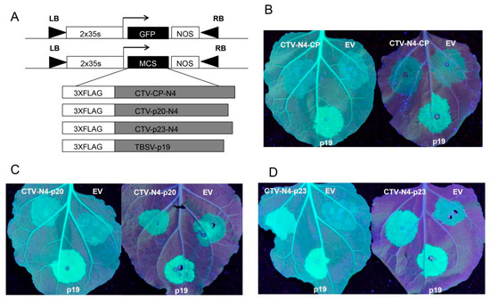 Identification of Key Residues Required for RNA Silencing Suppressor ...