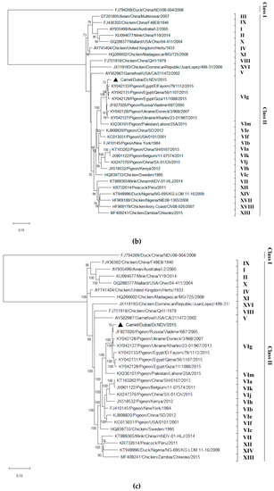 First Isolation and Rapid Identification of Newcastle Disease Virus ...