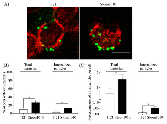 Strain-Dependent Porcine Circovirus Type 2 (PCV2) Entry and Replication ...