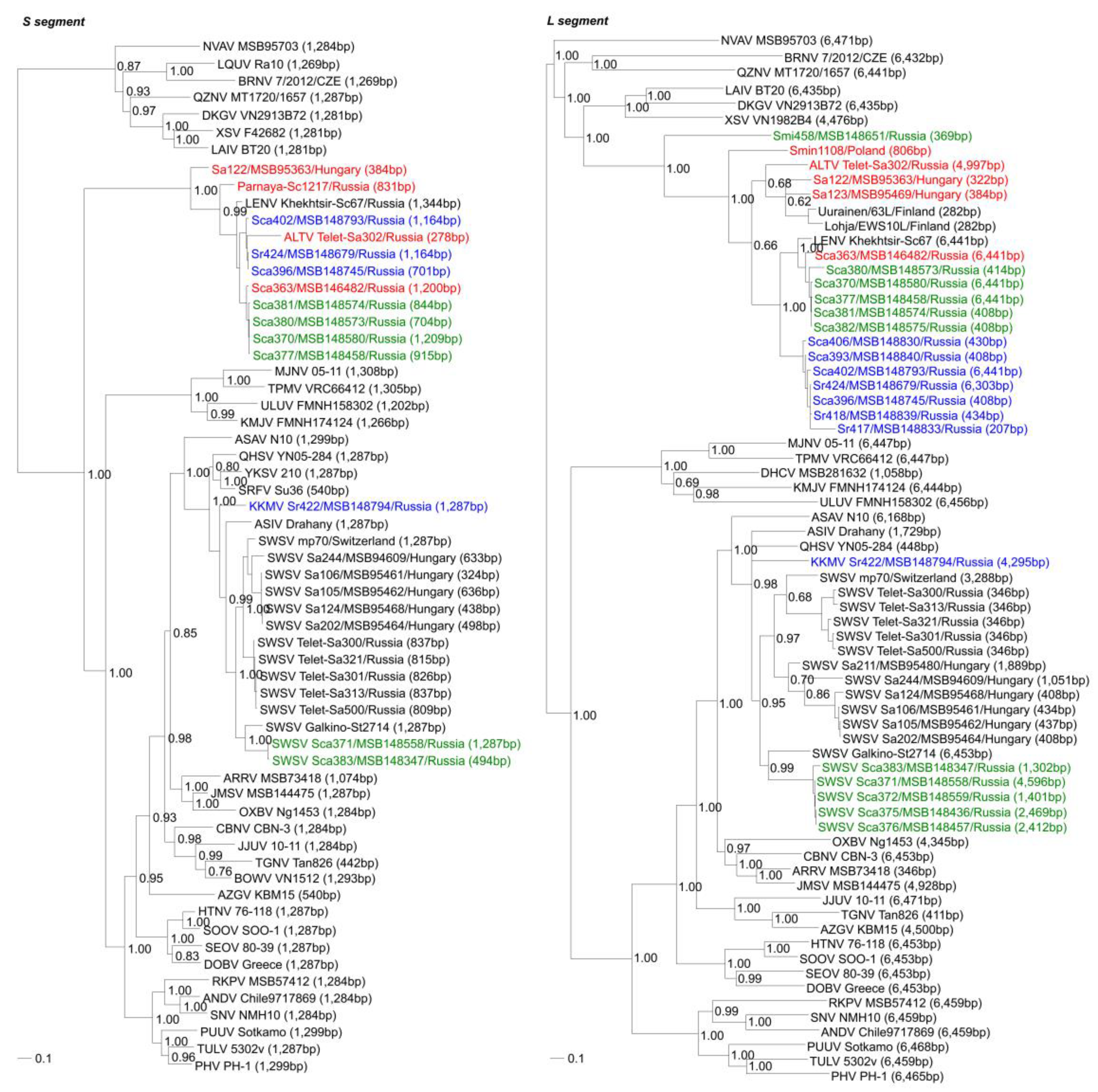 Viruses | Free Full-Text | Highly Divergent Genetic Variants of Soricid ...