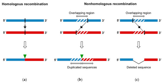 Recombination in Enteroviruses, a Multi-Step Modular Evolutionary Process