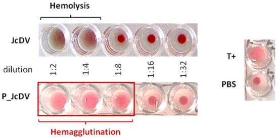 Interaction of a Densovirus with Glycans of the Peritrophic Matrix ...