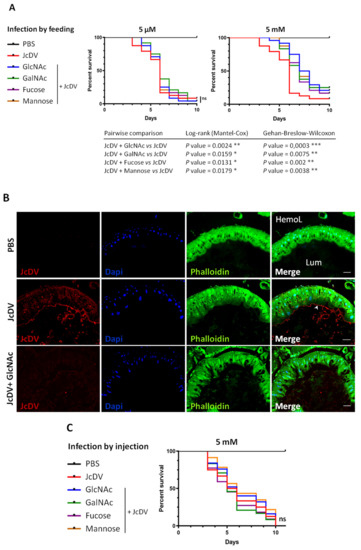 Interaction of a Densovirus with Glycans of the Peritrophic Matrix ...