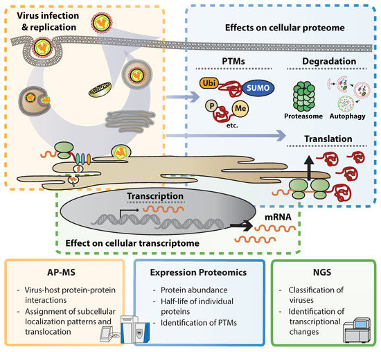 Chasing Intracellular Zika Virus Using Proteomics