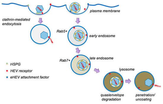 Hepatitis E Virus Entry